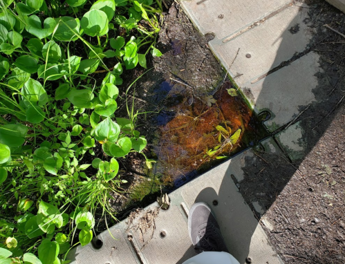 Minneapolis‘ Quaking Bog Is A Surprise Urban Minnesota Bog