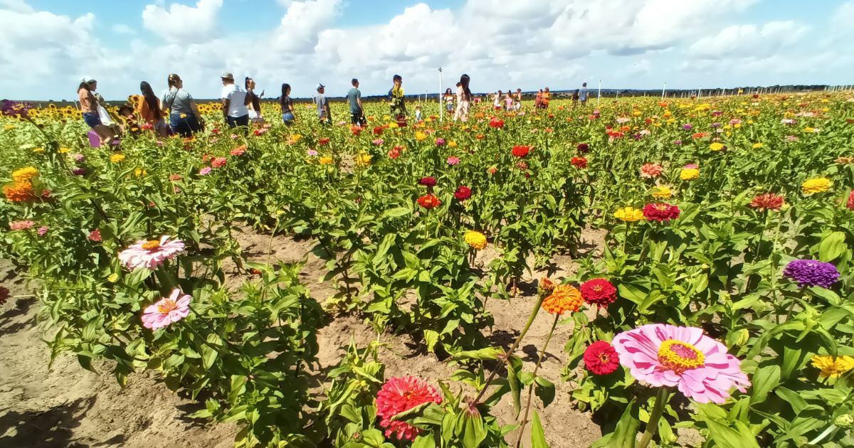 Southern Hill Farms Is One Of The Best Florida Flower Fields