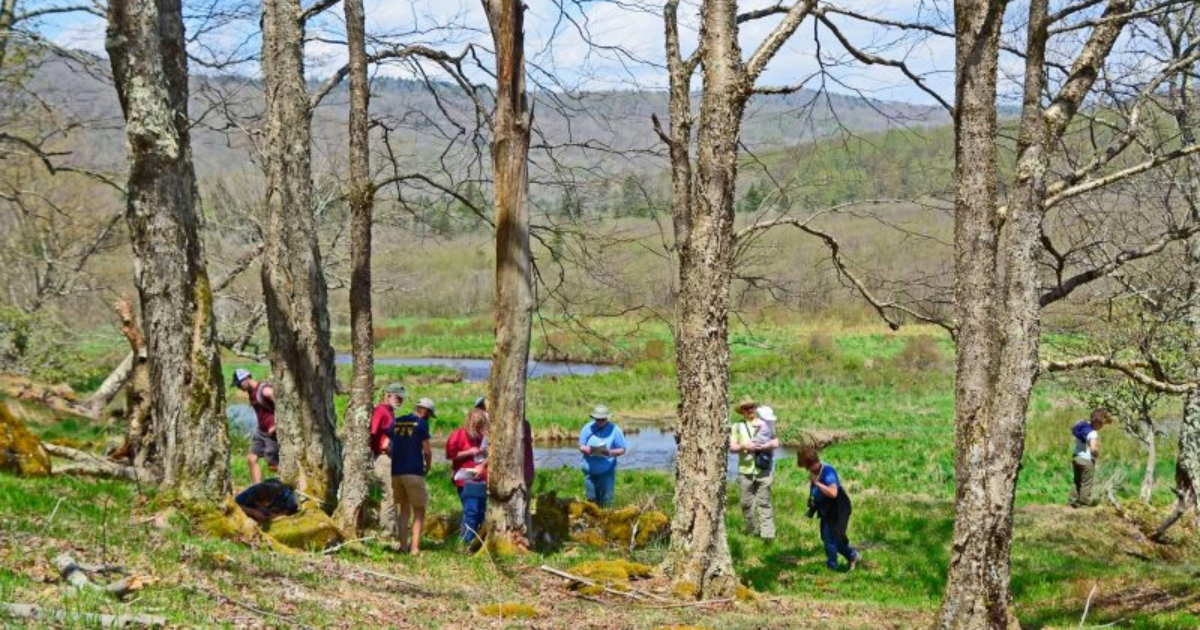 Spring Festivals In West Virginia: The Wildflower Pilgrimage