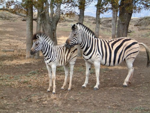 Observe Wild Animals At This Exotic Animal Ranch In Washington