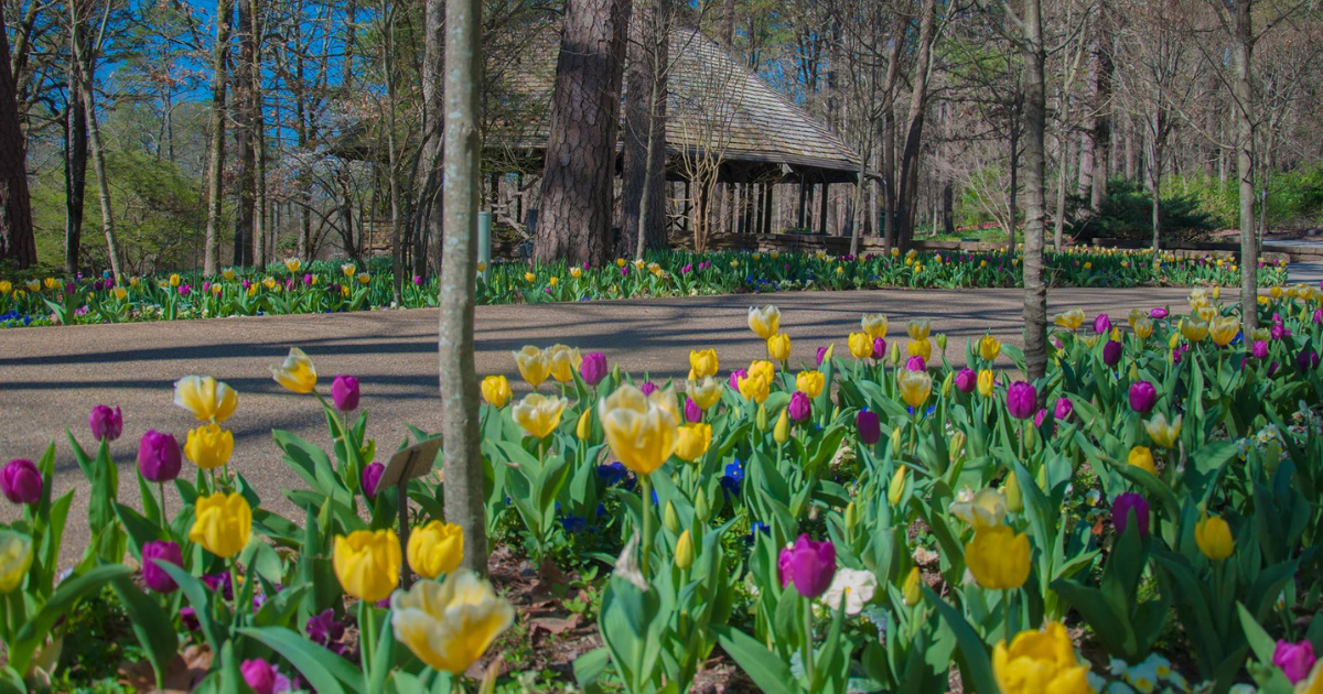 Garvan Woodland Gardens: Explosion Of Tulips In Arkansas