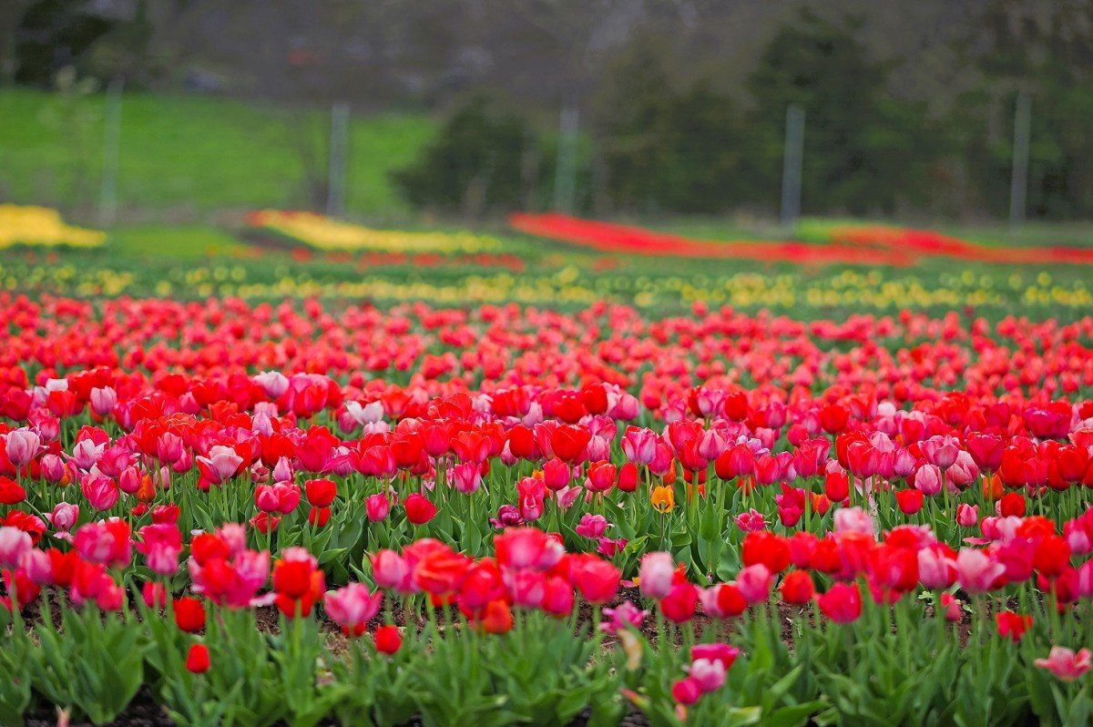Tulip Farm Near Me in Virginia: Burnside Farms in Nokesville