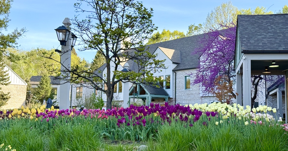 Savor Spring Tulips at the Minnesota Landscape Arboretum