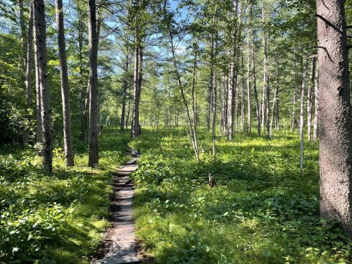 Minneapolis‘ Quaking Bog Is A Surprise Urban Minnesota Bog