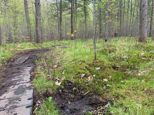 Minneapolis‘ Quaking Bog Is A Surprise Urban Minnesota Bog