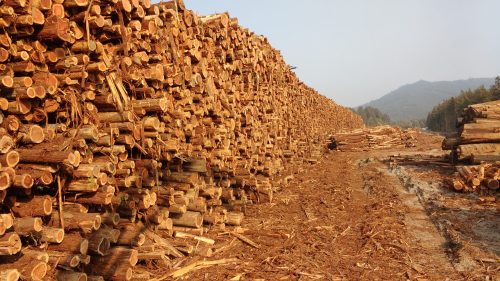 Northern California Logging Towns Like Scotia Are Rich In History