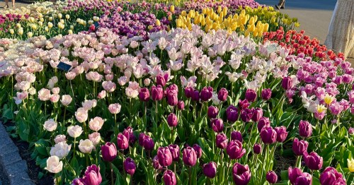 Savor Spring Tulips at the Minnesota Landscape Arboretum