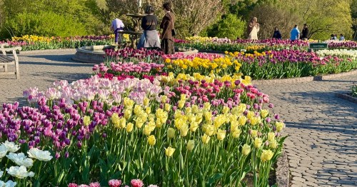 Savor Spring Tulips at the Minnesota Landscape Arboretum