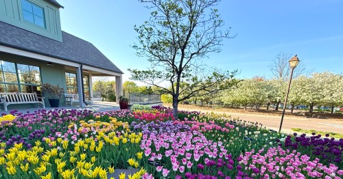 Savor Spring Tulips at the Minnesota Landscape Arboretum