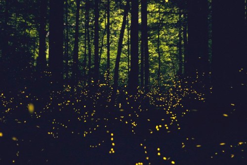 See The Brillent Synchronous Fireflies In The Smokies, TN