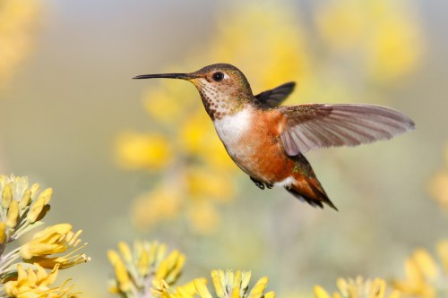 Thousands of Hummingbirds Will Migrate Throughout the USA This Spring