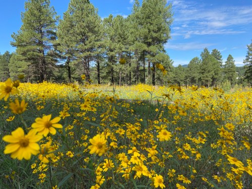 The Arboretum At Flagstaff In Arizona Has Hundreds Of Plants