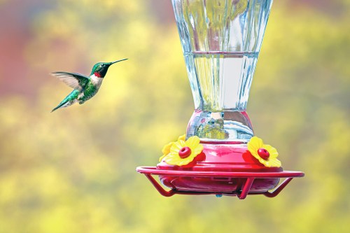 Thousands of Hummingbirds Will Migrate Throughout the USA This Spring