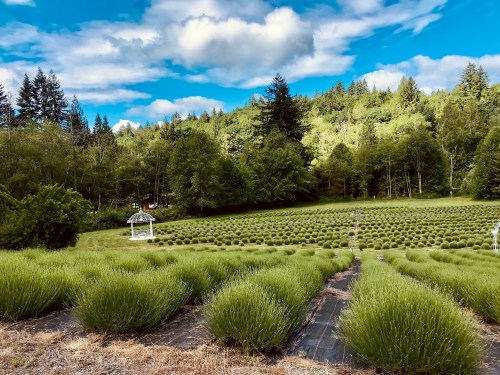 View Fields Of Blooms At This Lavender Farm In Washington