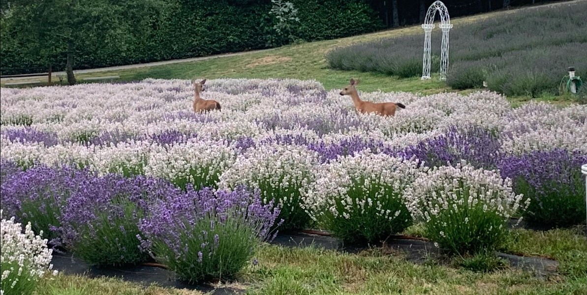 View Fields Of Blooms At This Lavender Farm In Washington