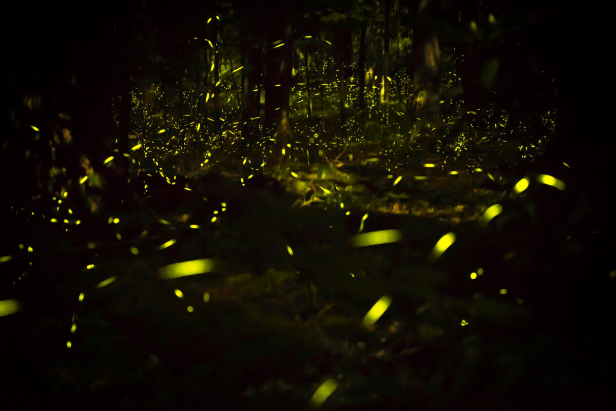 Synchronous Fireflies Have Been Found In West Virginia