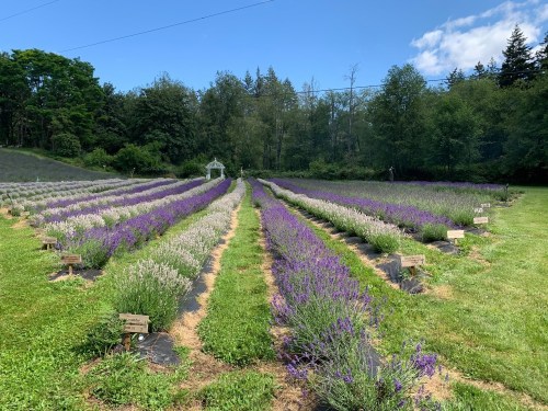 View Fields Of Blooms At This Lavender Farm In Washington