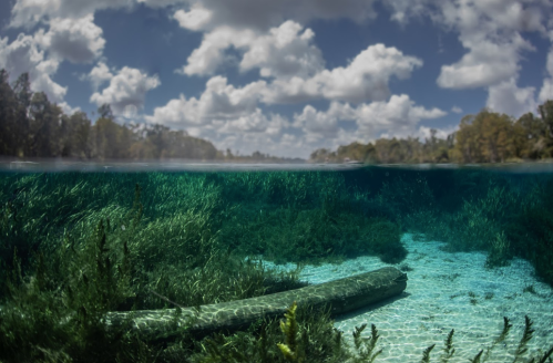 Jackson Blue Springs: A Hidden Gem Spring In Marianna, Florida