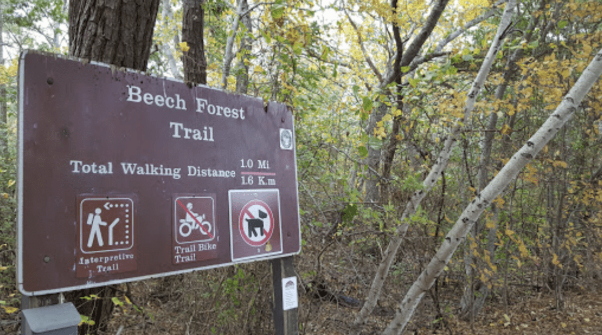 Beech Forest Trail: Little-Known Trail In Massachusetts