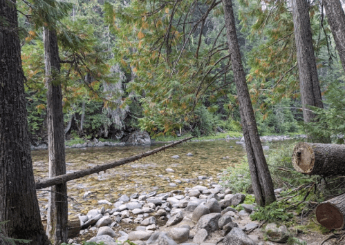 This Ancient Cedar Grove Is Most Underrated Destination In Idaho