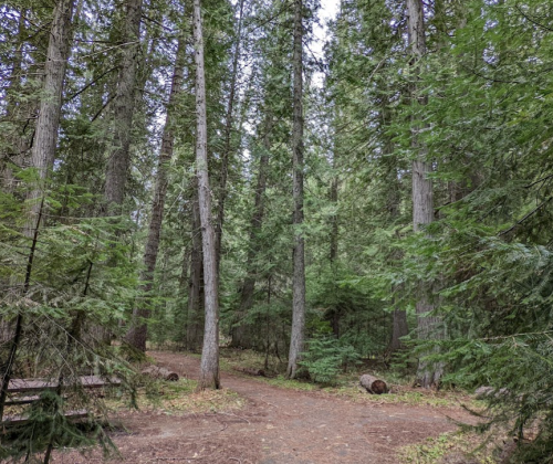 This Ancient Cedar Grove Is Most Underrated Destination In Idaho