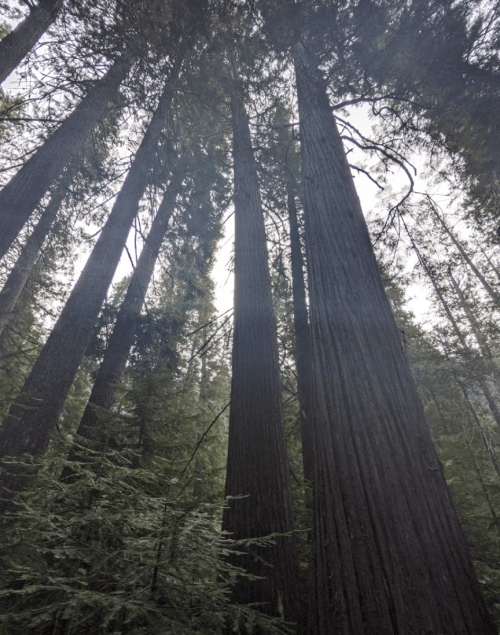 This Ancient Cedar Grove Is Most Underrated Destination In Idaho