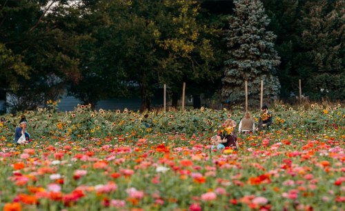 Gull Meadow Farms Has A Flower Farm In Richland, Michigan