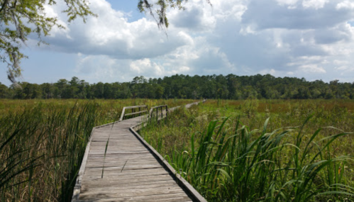 Altamaha Scenic Byway Is One Of The Prettiest Roads In Georgia