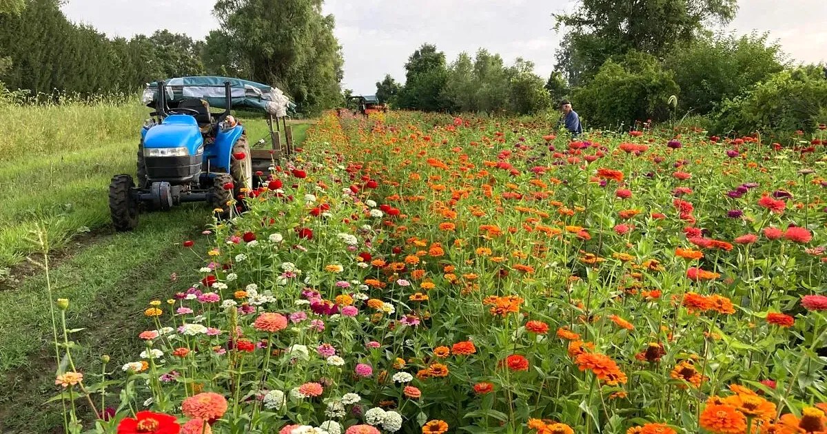 Flower Fields In Ohio Offer Beautiful U-Pick Flowers
