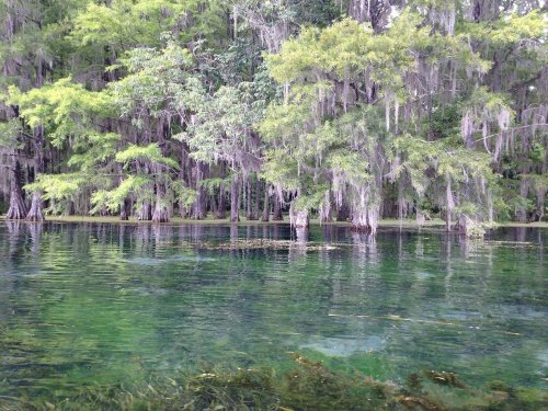 Jackson Blue Springs: A Hidden Gem Spring In Marianna, Florida