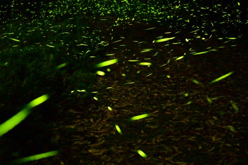 Best Places To See Enchanting Fireflies In Indiana This Summer