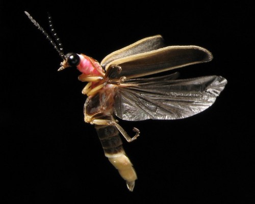 Best Places To See Enchanting Fireflies In Indiana This Summer