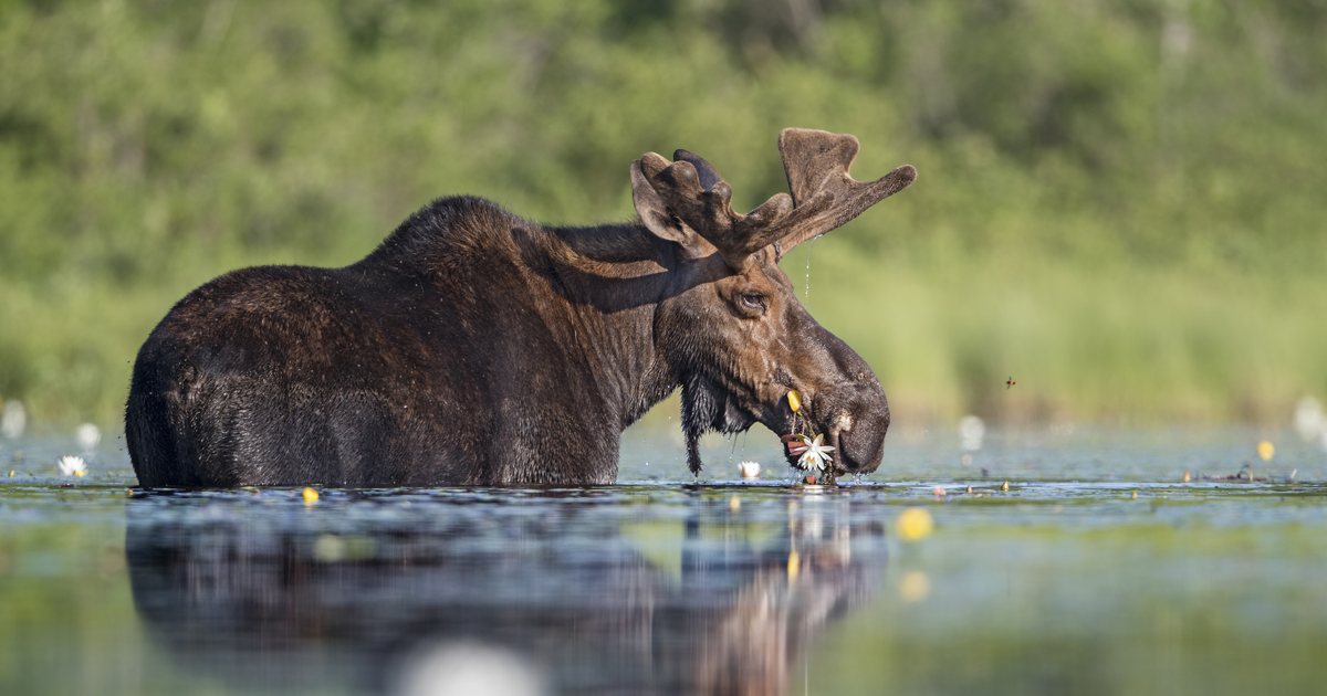 One Of The Great NH Summer Festivals Comes To Colebrook