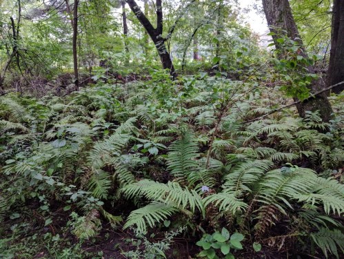Isle of Ferns Is a Scenic Wisconsin Island