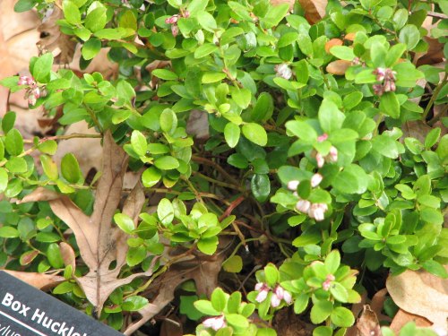 Box Huckleberries: Among Oldest Living Thing In West Virginia