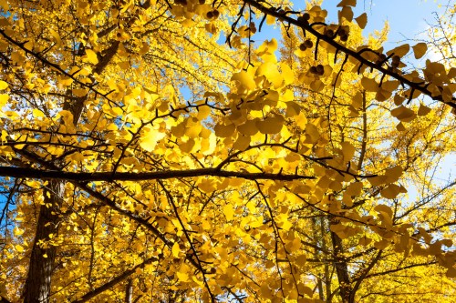 Blandy Experimental Farm Is Home To A Ginkgo Grove in Virginia