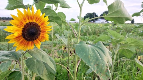 Experience Summer Sunflowers In Indiana At Golliher Farms