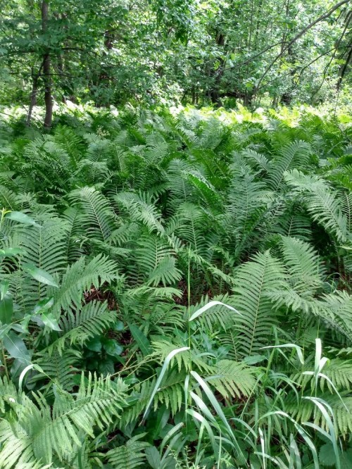Isle of Ferns Is a Scenic Wisconsin Island