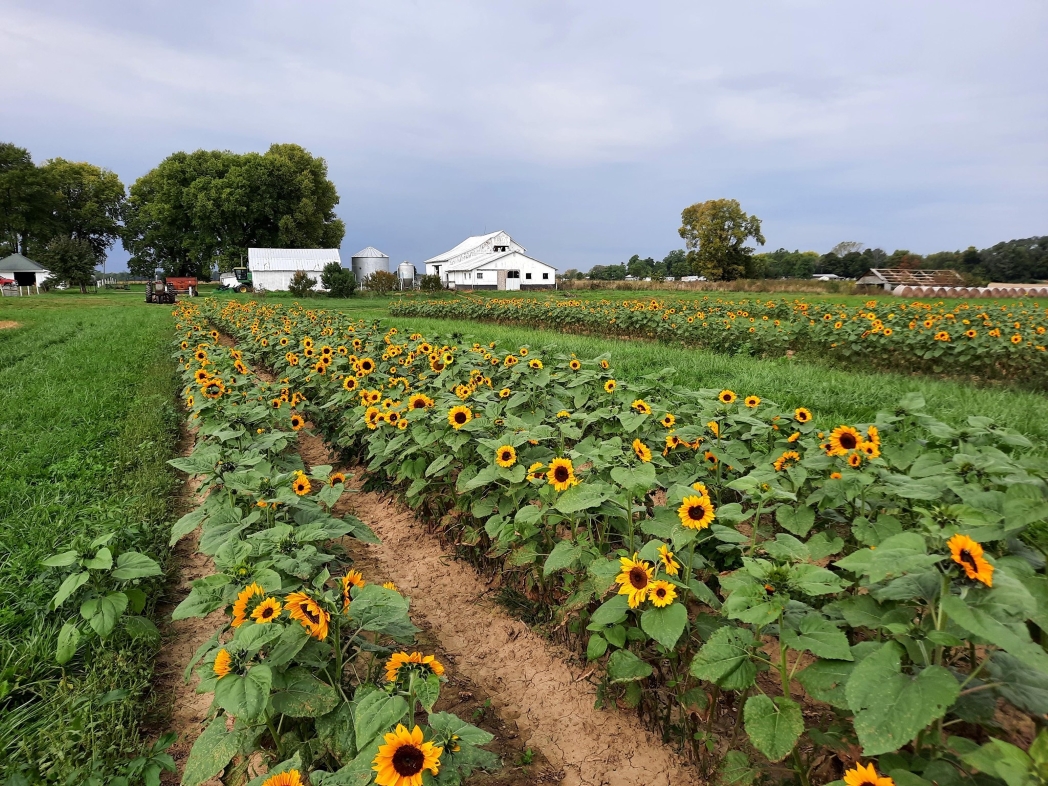 Experience Summer Sunflowers In Indiana At Golliher Farms