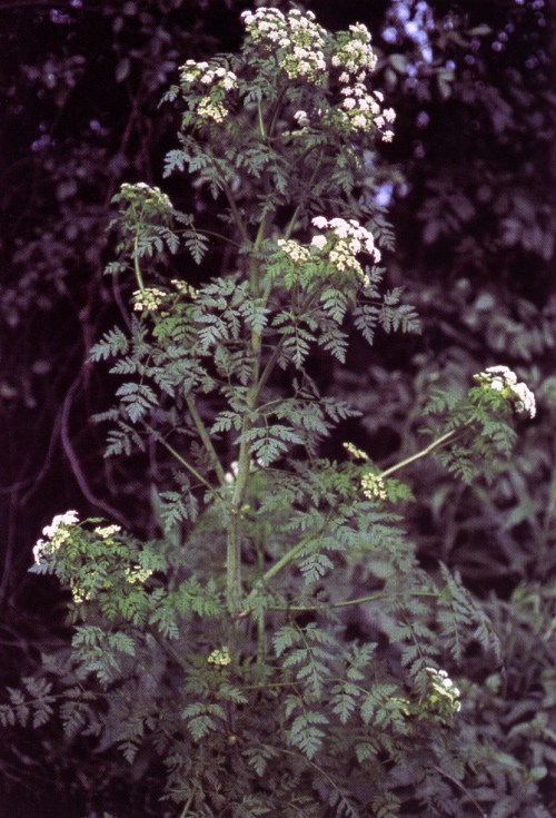 Hemlock Is A Poisonous Plant In Texas That Looks Like A Weed