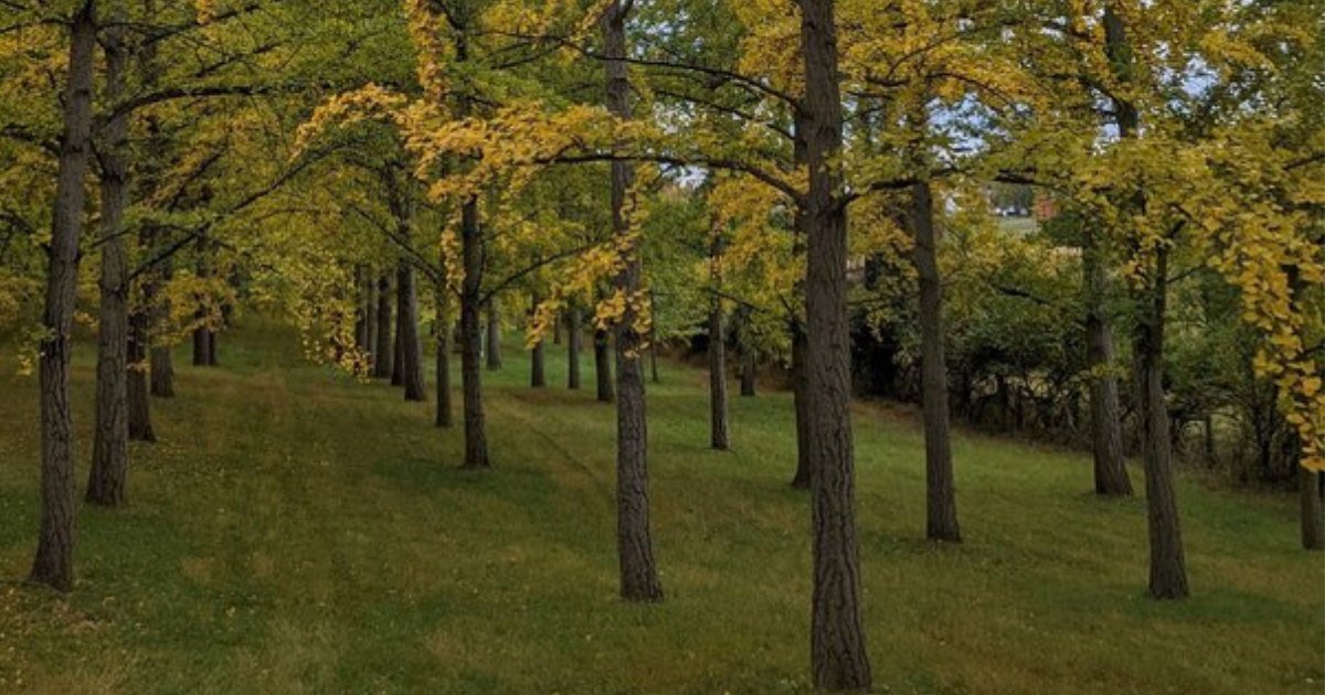 Blandy Experimental Farm Is Home To A Ginkgo Grove in Virginia