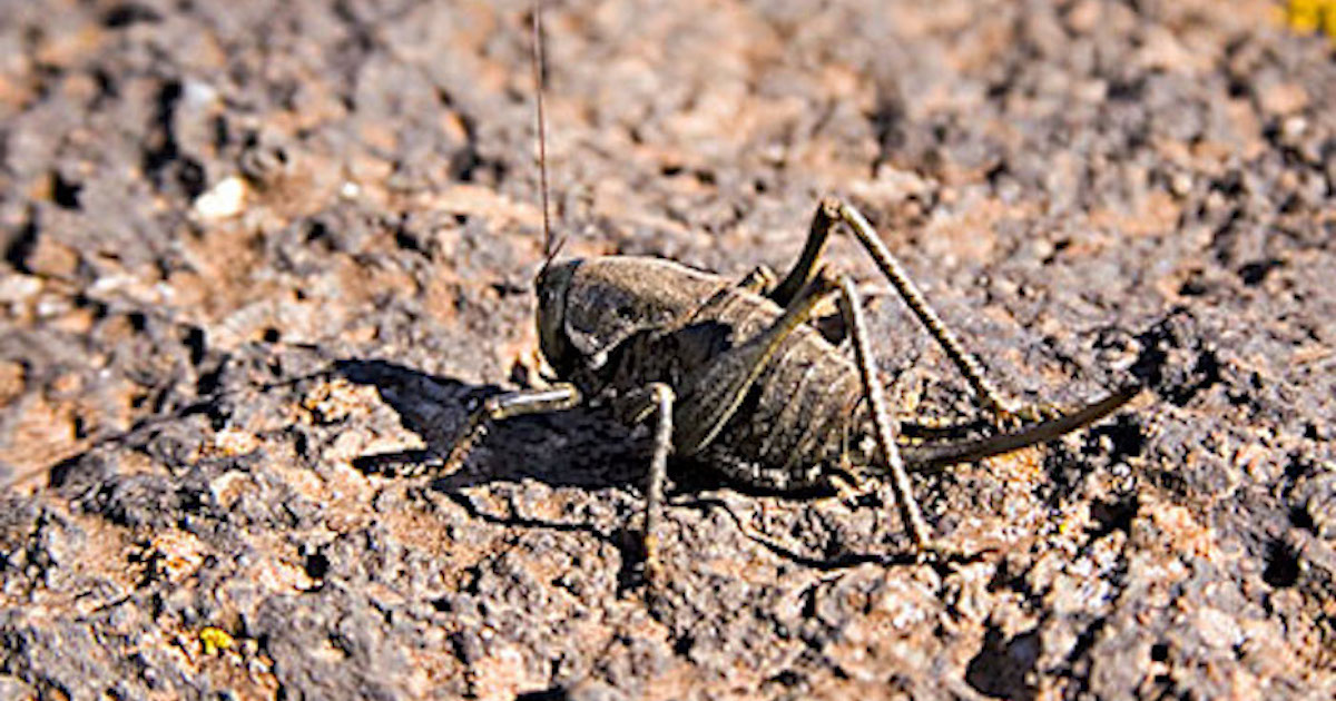 They're Back - Mormon Crickets In Nevada