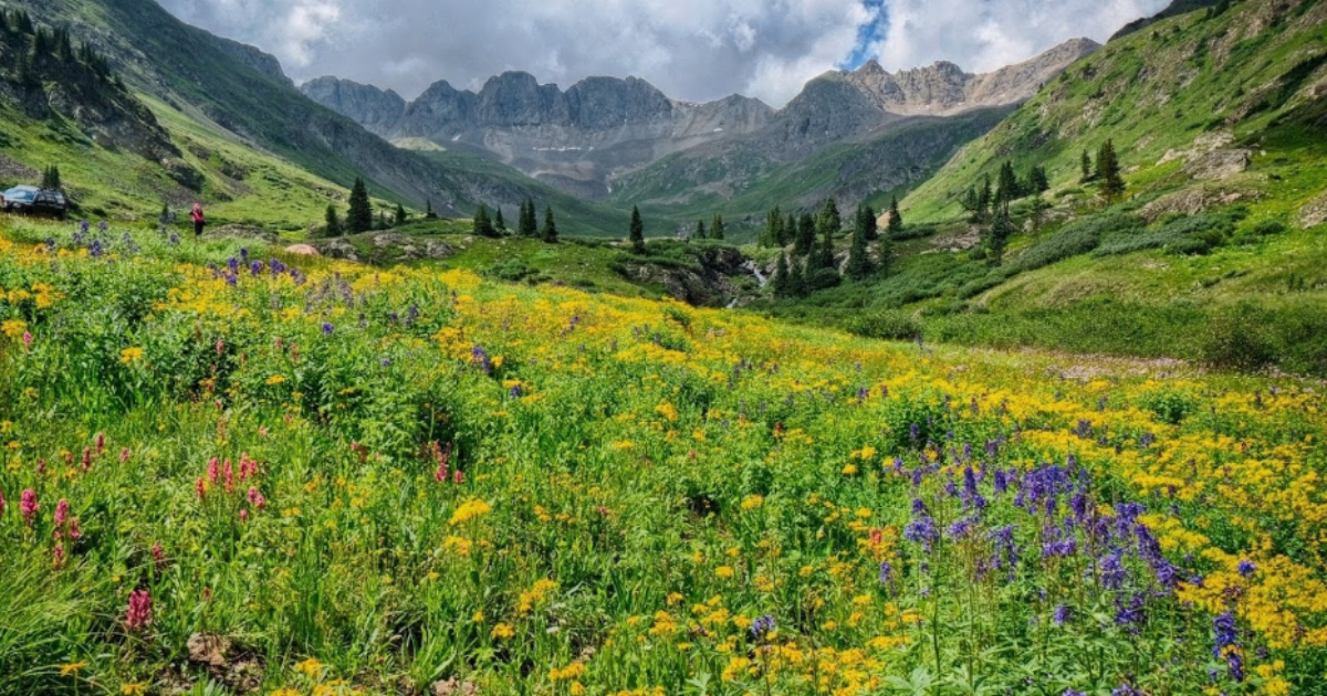 Best Summer Wildflowers In Colorado: American Basin