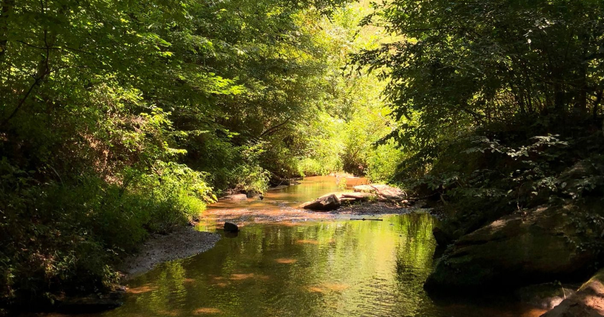 Chicopee Woods In Gainesville, GA Is A Hidden Nature Preserve