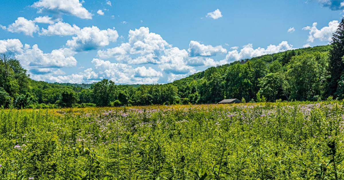 See Beautiful Summer Wildflowers In Vernon, Connecticut