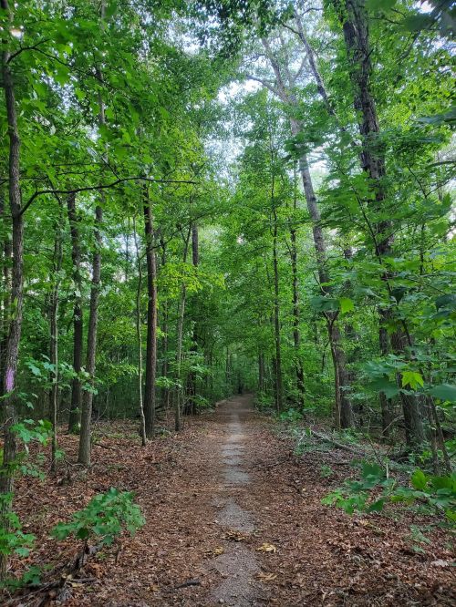 Chicopee Woods In Gainesville, GA Is A Hidden Nature Preserve