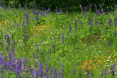 Visit Scenic State Park To See Summer Wildflowers In Minnesota