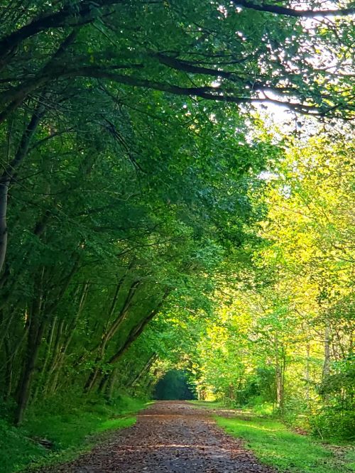 Caperton Trail: An Amazing Adventure In Morgantown West Virginia