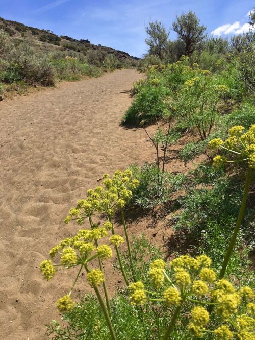 Menan Buttes In Idaho: Best Places To View Summer Wildflowers