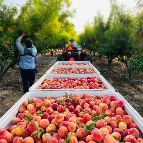 The Georgia Peach Festival In Byron, GA Is Grand Summer Fun